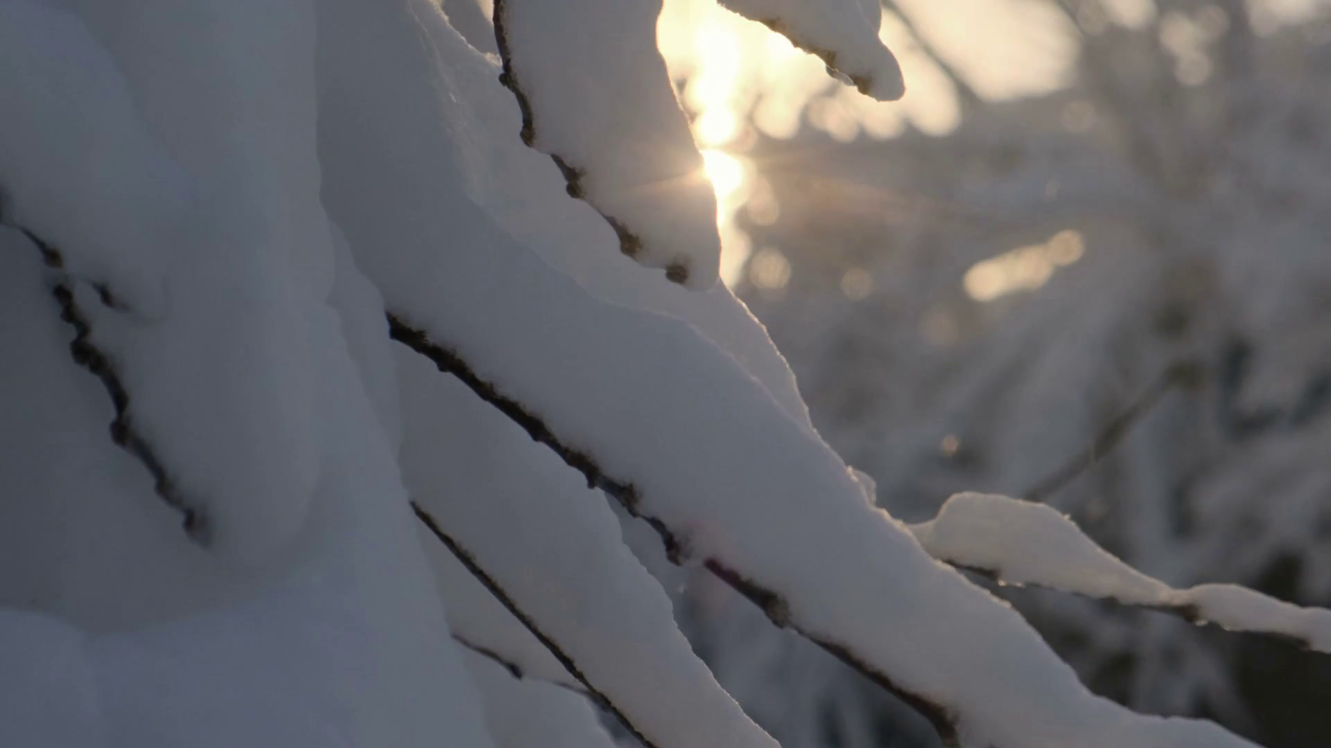 Snow Falling At Sunset On Background Of Stock Footage SBV-338132041 ...