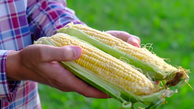 KID CORN Stock Footage: Royalty-Free Video Clips - Storyblocks