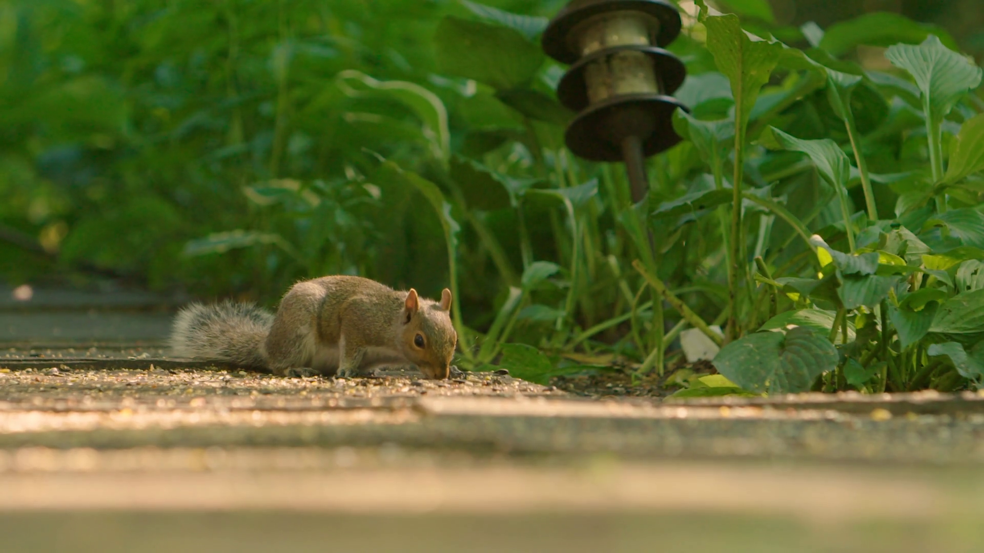 A Squirrel Chipmunk Eat Fallen Bird Seed In Stock Footage SBV-324639407 ...
