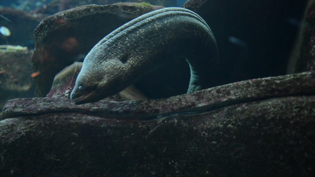 Eel Stock Footage: Royalty-Free Video Clips - Storyblocks