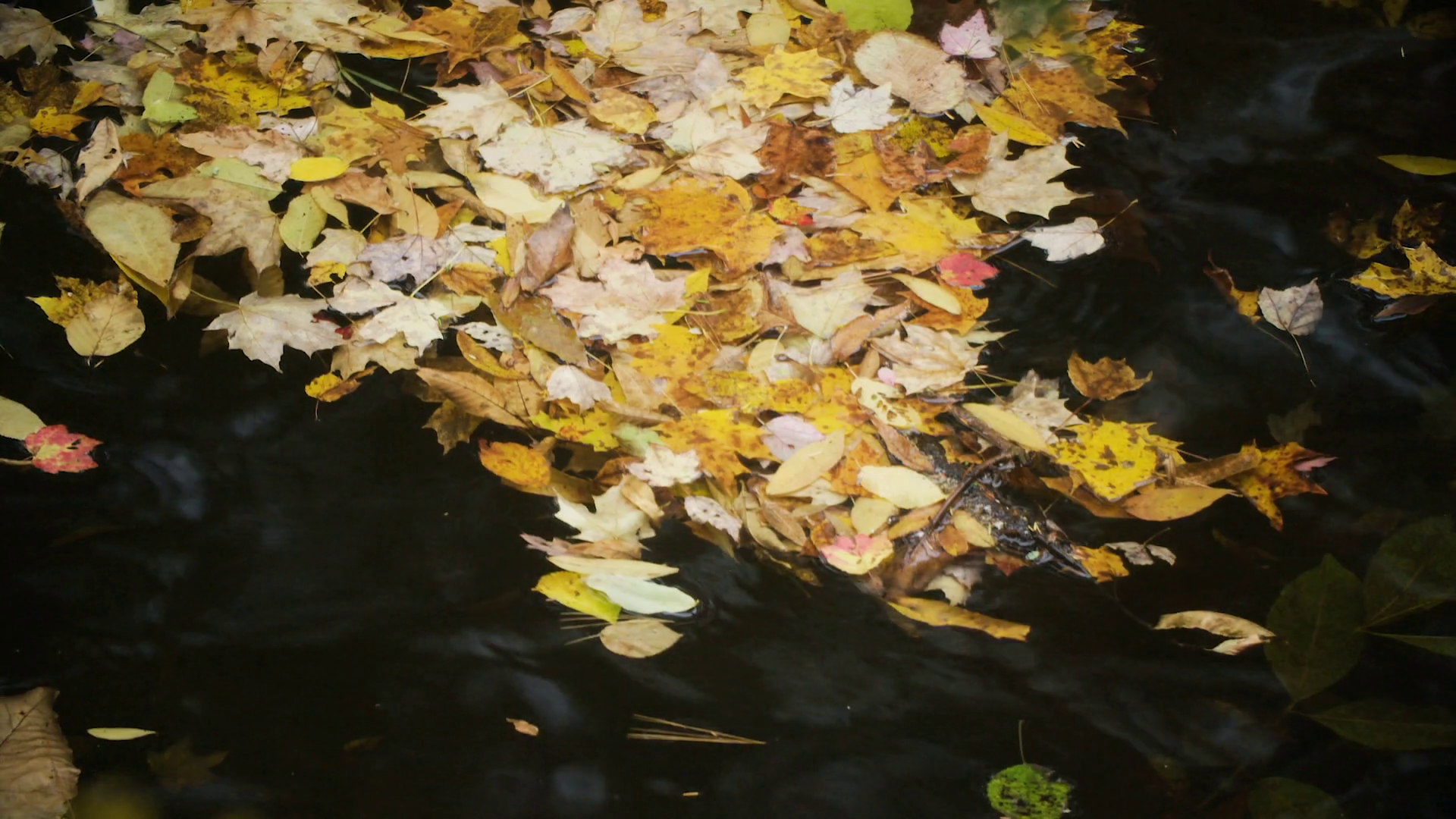 Autumn Leaves Fallen Into River Come Stock Footage SBV-337990854 ...