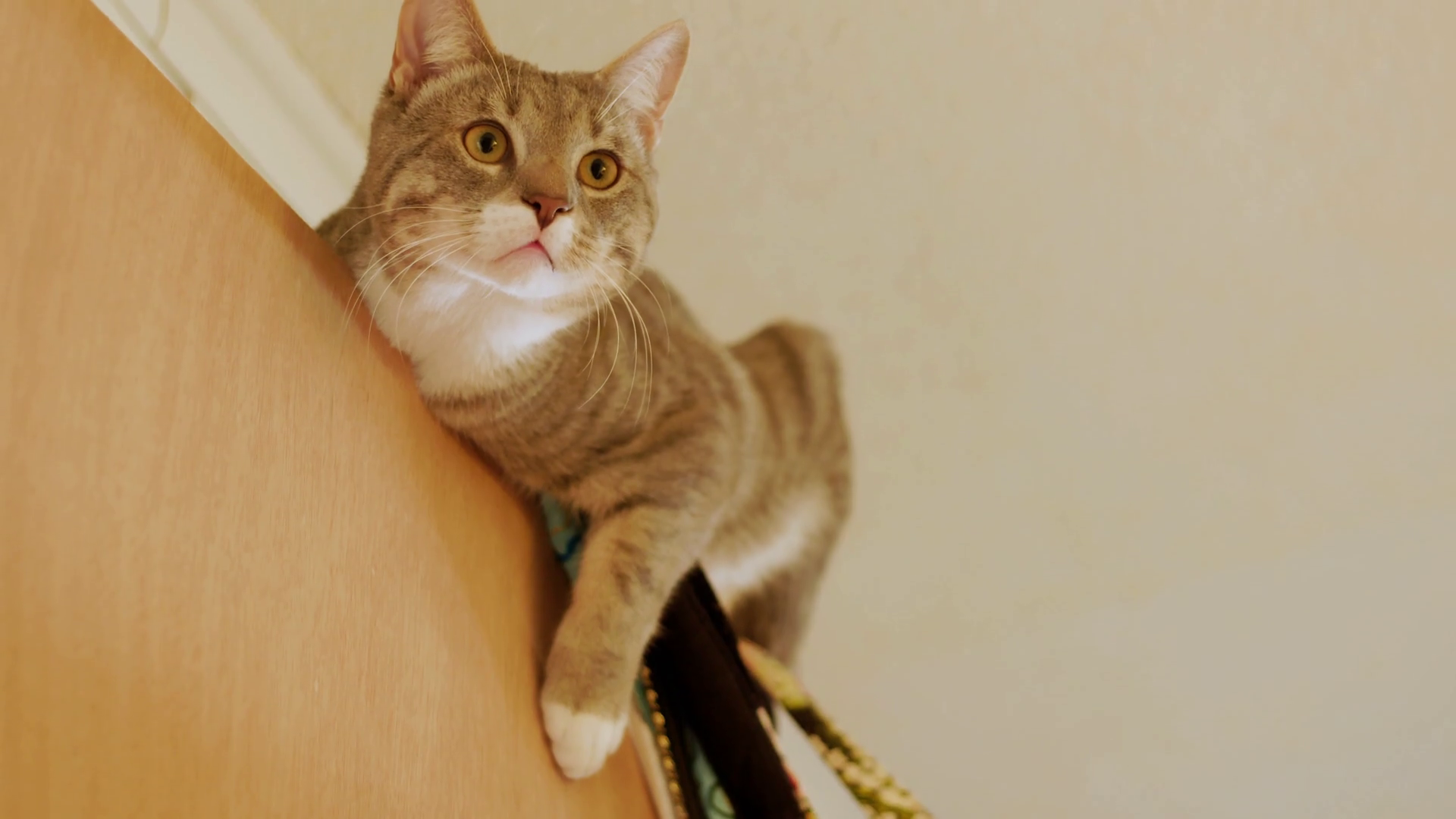 Curious Tabby Cat Explores Climbing On Stock Footage SBV-331145801 ...