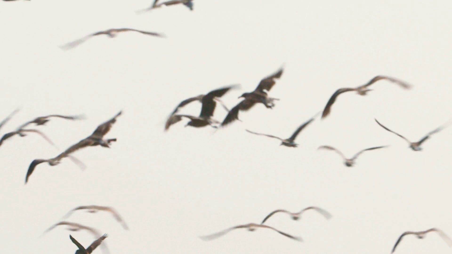 Large Flock Of Seagulls Swarm Circle Stinson Stock Footage SBV ...