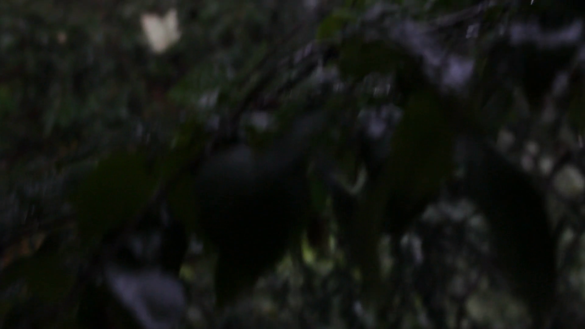 Leaves are pelted with Rain during a Downpour Stock Video Footage 00:13 ...