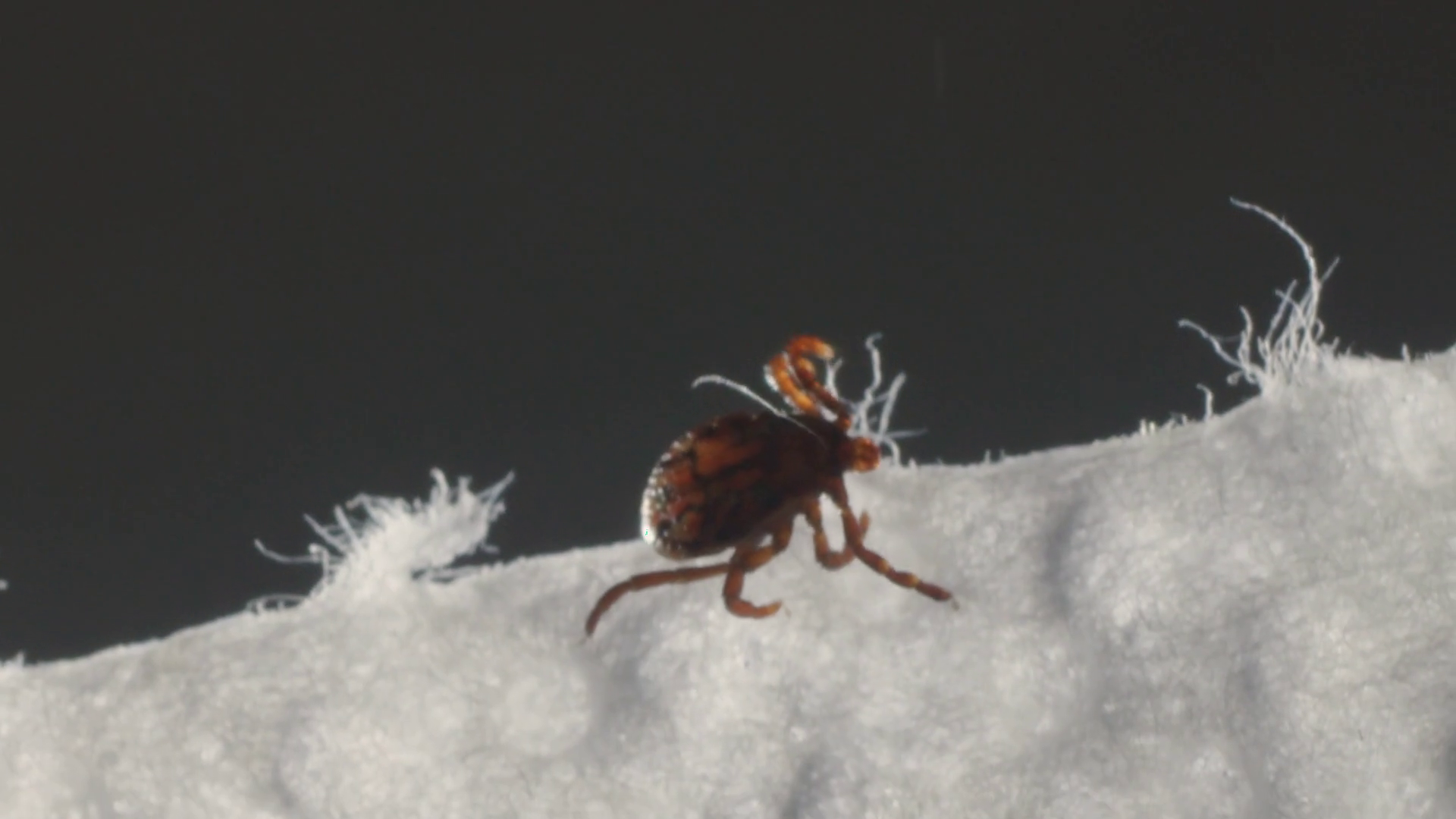 Macro Lens Closeup: Creepy Tick Crawls Along Stock Footage SBV ...