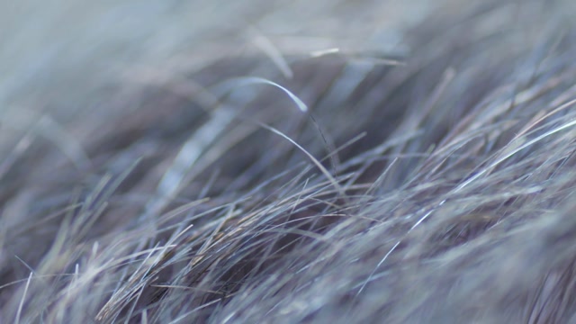 Wispy Texture Stock Footage: Royalty-Free Video Clips - Storyblocks