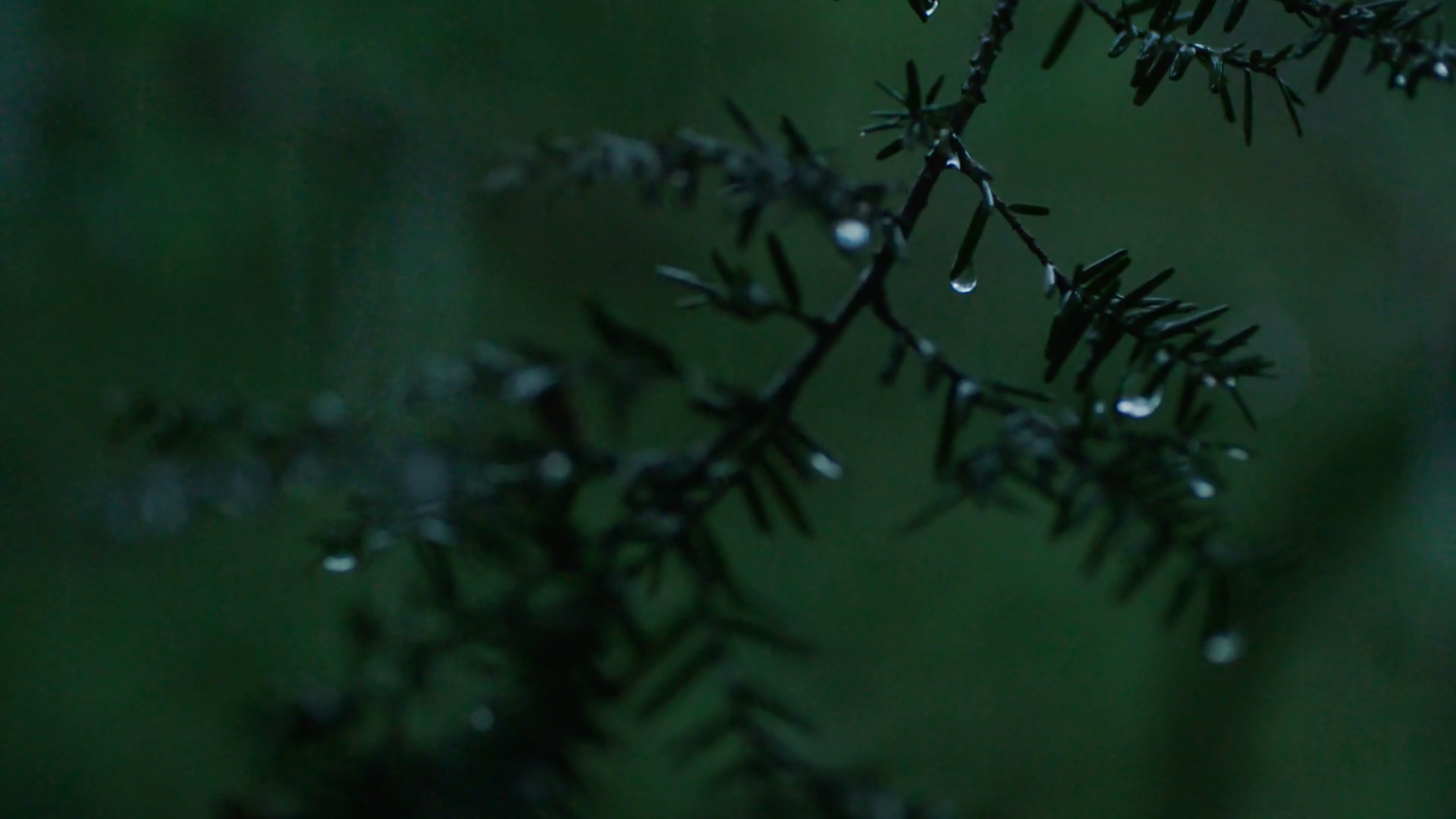Macro Slow Motion: Rain Pounds Evergreen Stock Footage SBV-328638424 ...