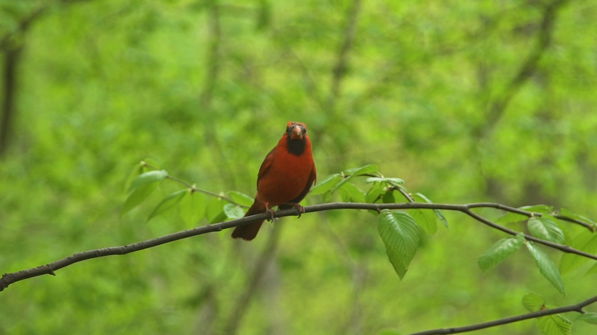 Northern Cardinal Perched In Tree Close Up Stock Footage SBV-324623607 ...