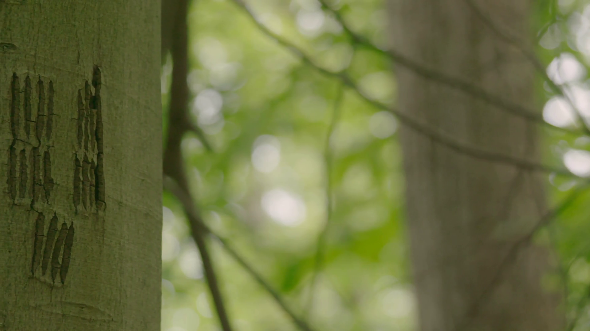 Pan Across Tally Marks Counting Notches Stock Footage SBV-337746810 ...