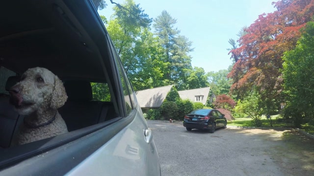 Driving Home | Animals stock footage - Storyblocks