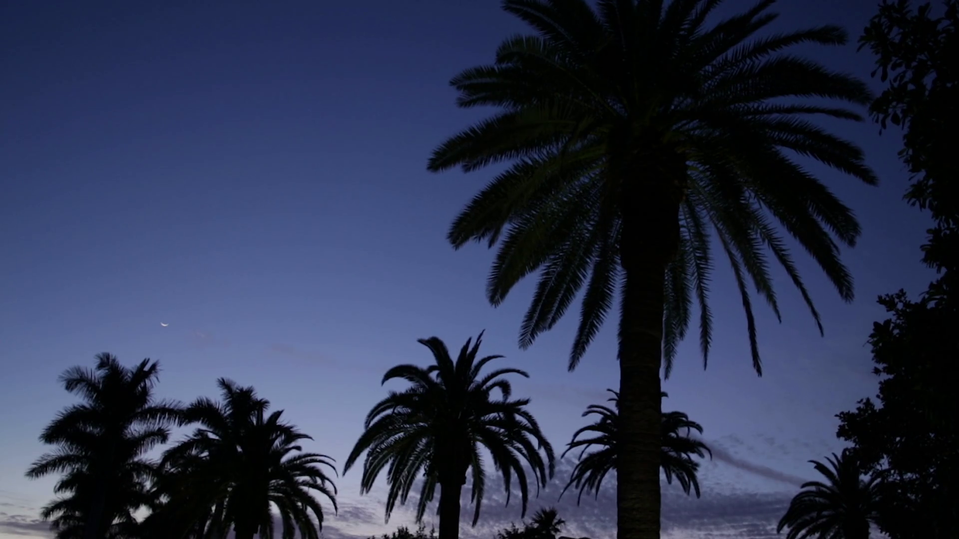 Silhouetted Palm Trees Blow Gently In Night Stock Footage SBV-324552102 ...