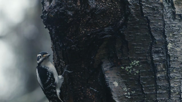 Ent Doctor Stock Footage: Royalty-Free Video Clips - Storyblocks