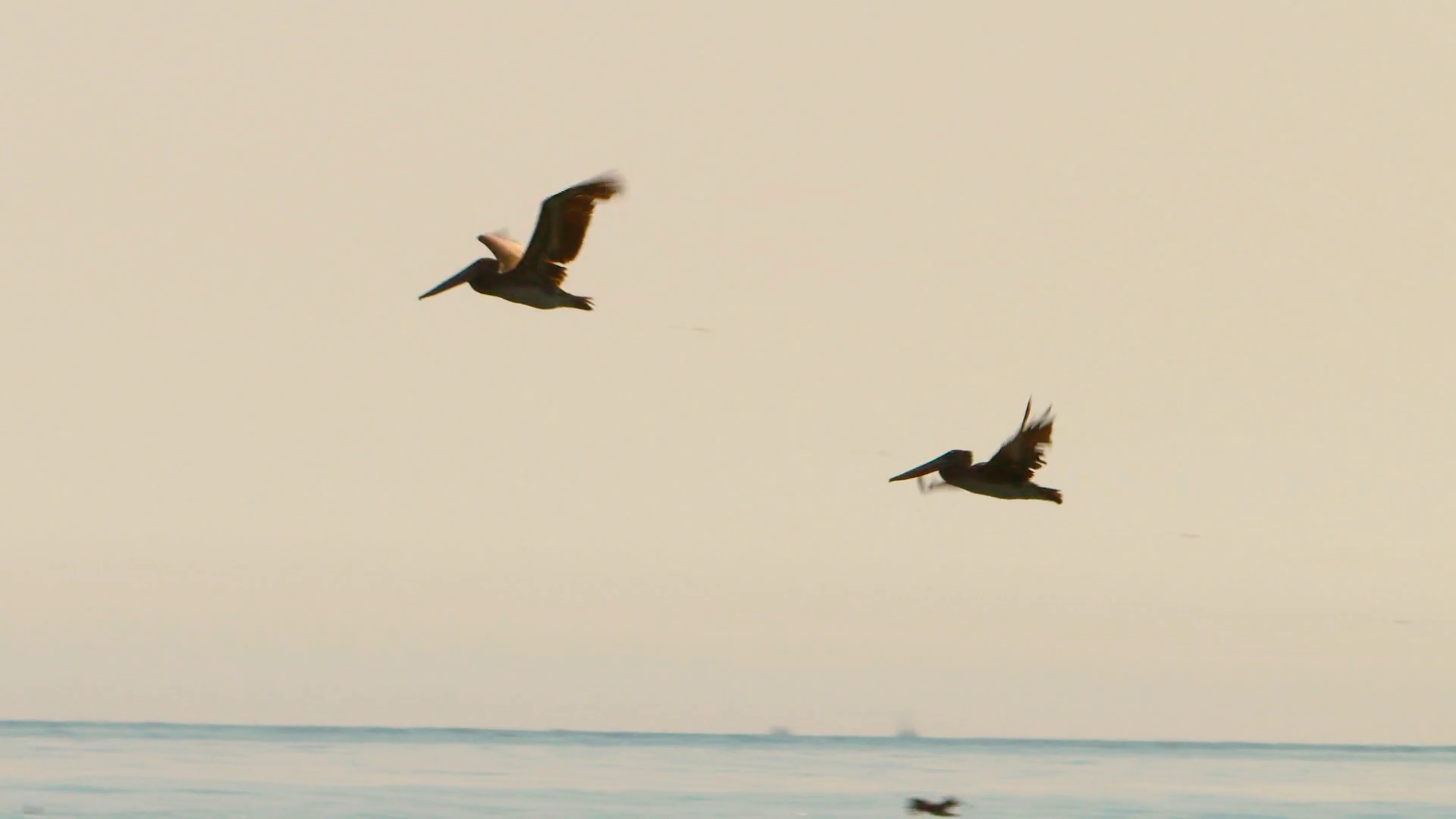 Slow Motion: Pelicans Fly Along Coastline Stock Footage SBV-328752105 ...