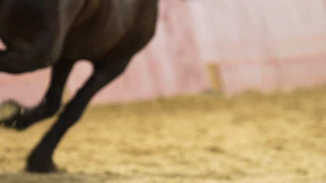 HORSE KICK Stock Footage: Royalty-Free Video Clips - Storyblocks