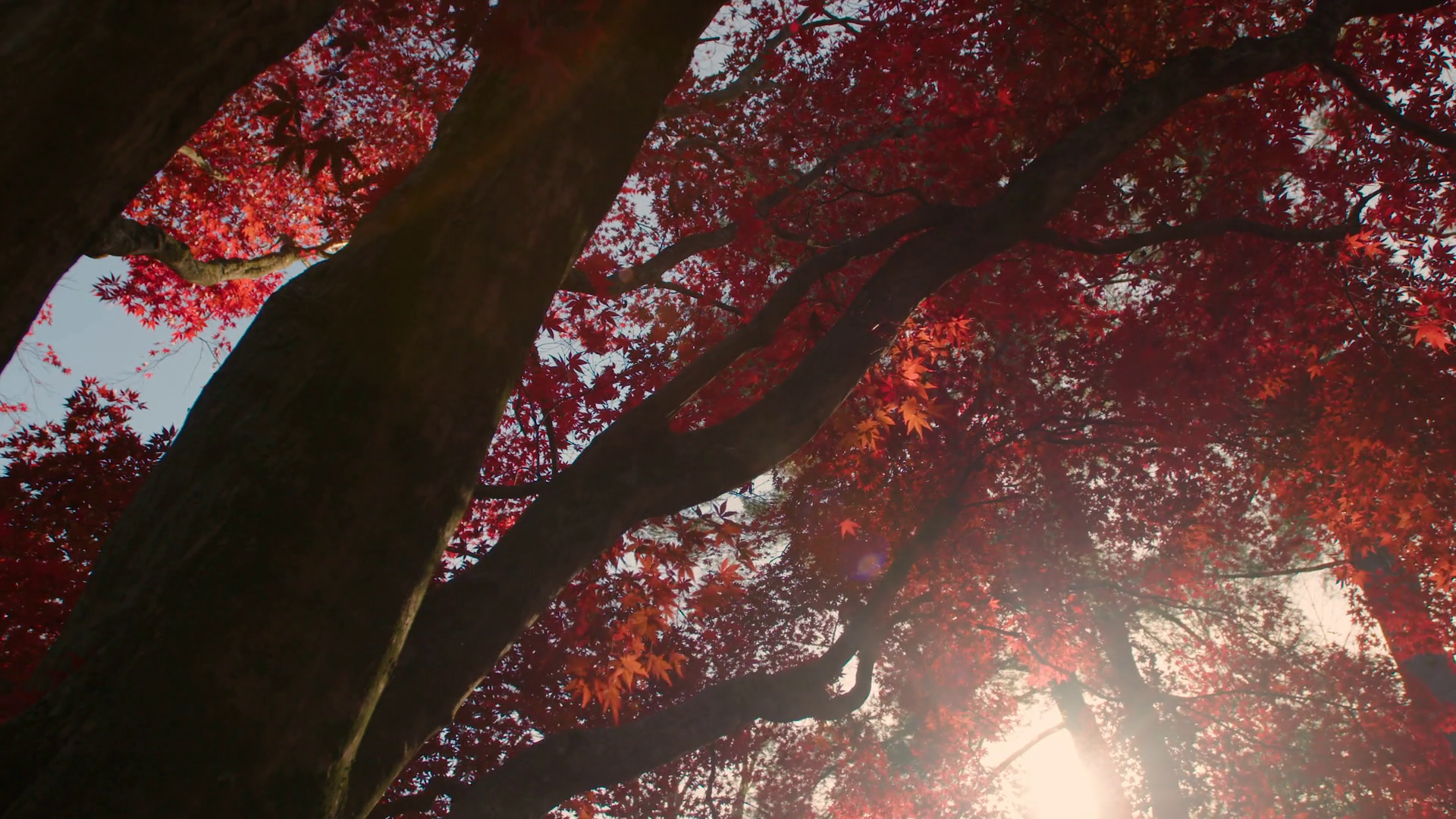 Vibrant Red Leaves Falling From Tall Maple Stock Footage SBV-330150423 ...