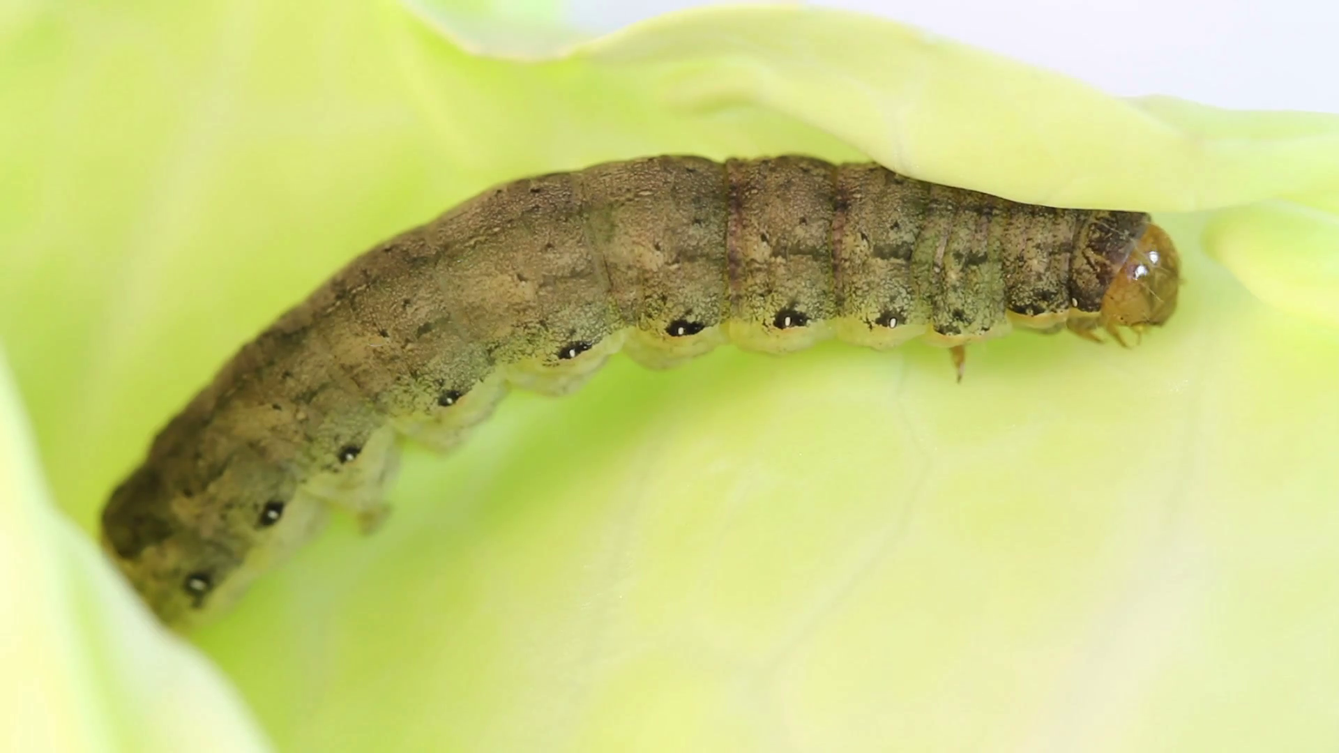 caterpillar on cabbage leaves Stock Video Footage 00:30 SBV-347132447 ...