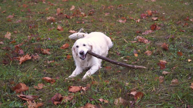 Tracking Stick Stock Footage: Royalty-Free Video Clips - Storyblocks