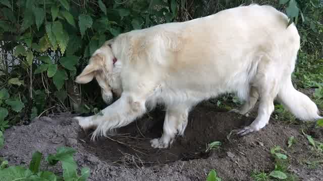 Digging Well Stock Footage: Royalty-Free Video Clips - Storyblocks