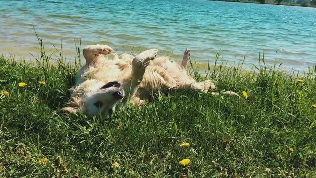 Good Life Man Stock Footage: Royalty-Free Video Clips - Storyblocks