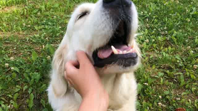 Happy Life Man Stock Footage: Royalty-Free Video Clips - Storyblocks