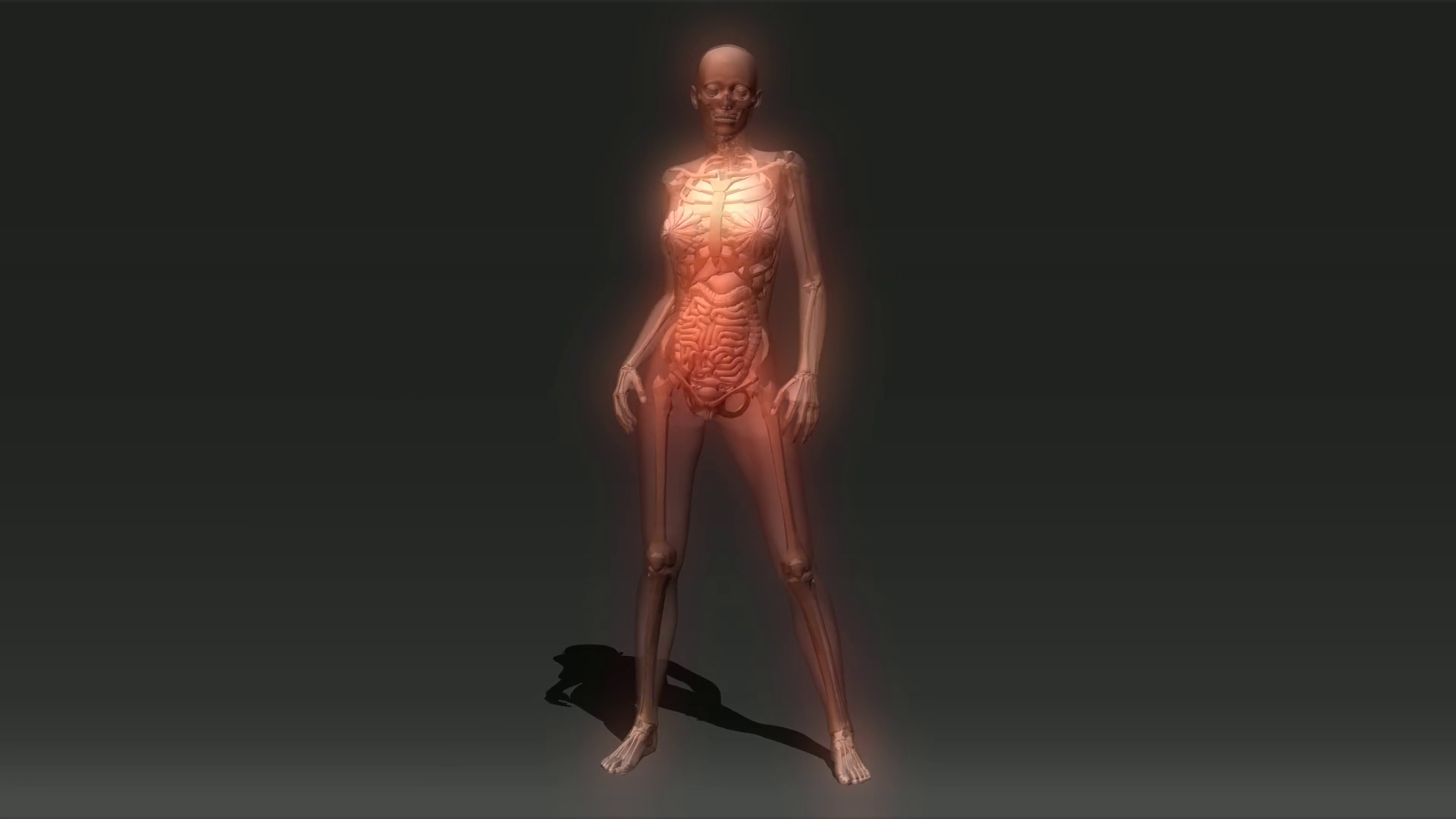 Animation of the Human Anatomy Motion Background - Storyblocks