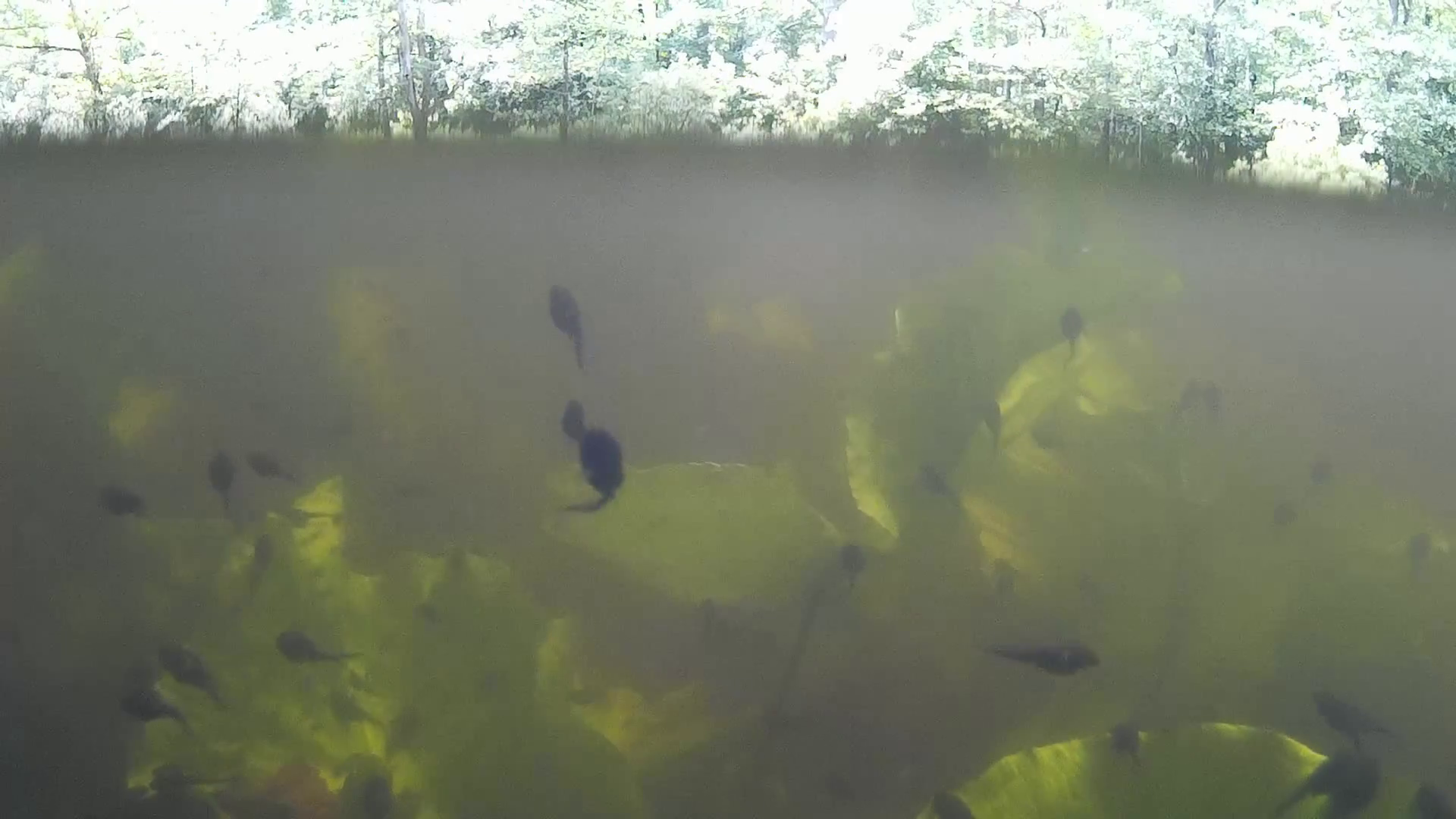 Polliwogs In Pond Stock Footage SBV-301231661 - Storyblocks