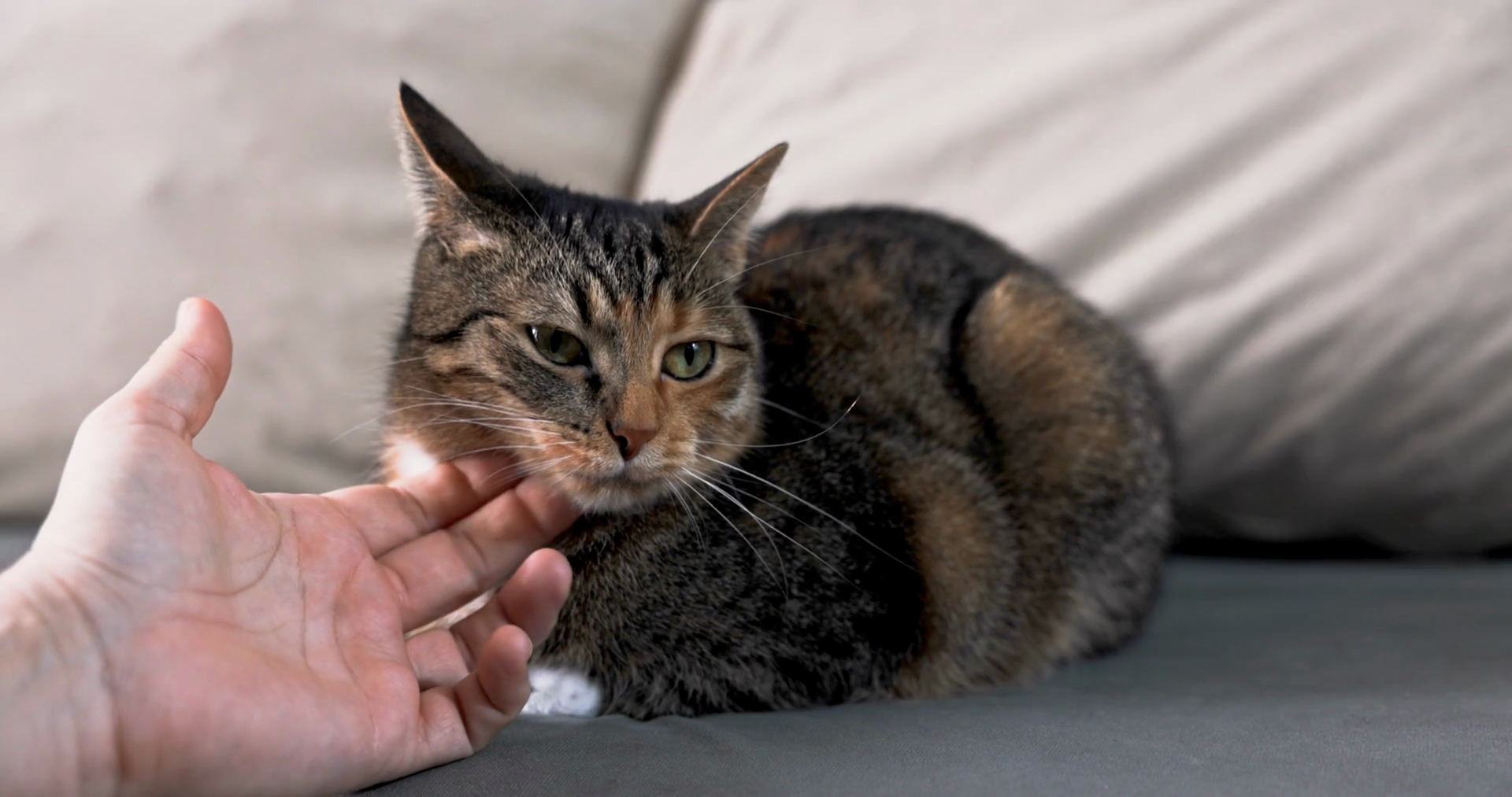 A Man Is Scratching Female Cat Under Chin Is Stock Footage SBV ...