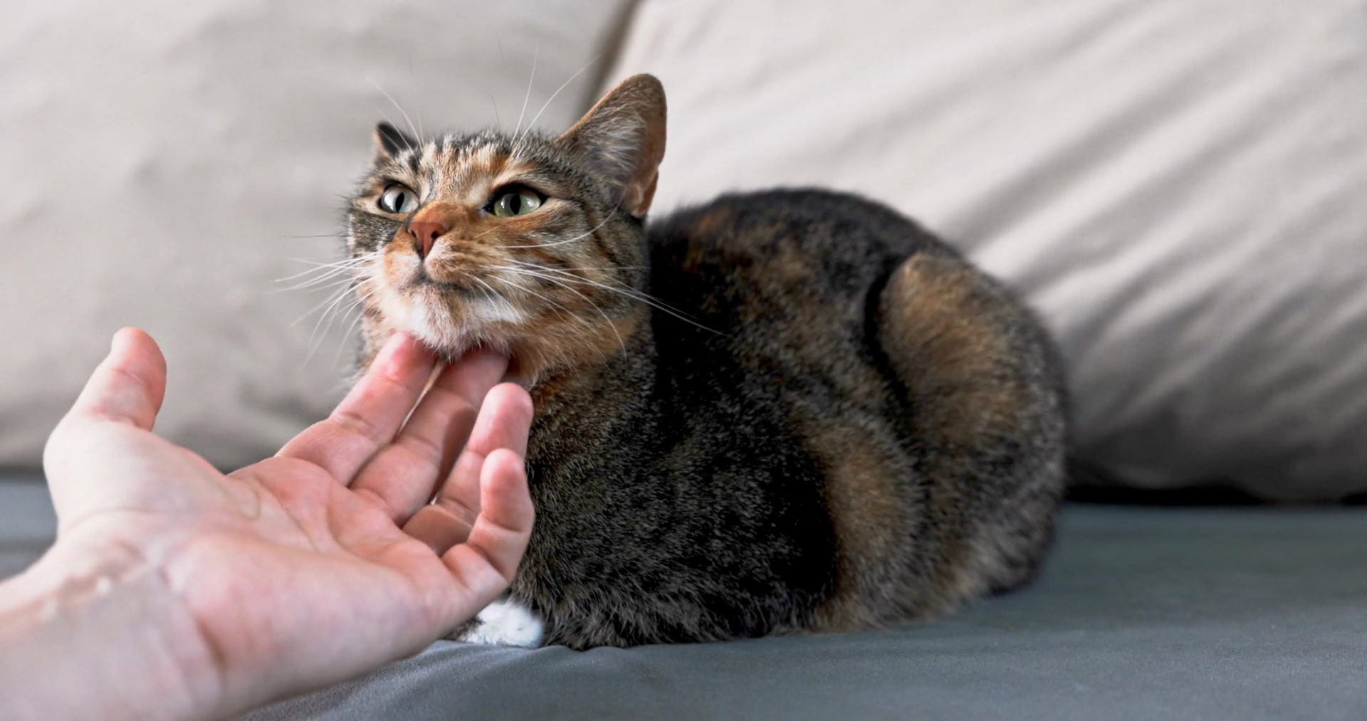A Man Is Scratching Female Cat Under Chin Is Stock Footage SBV ...