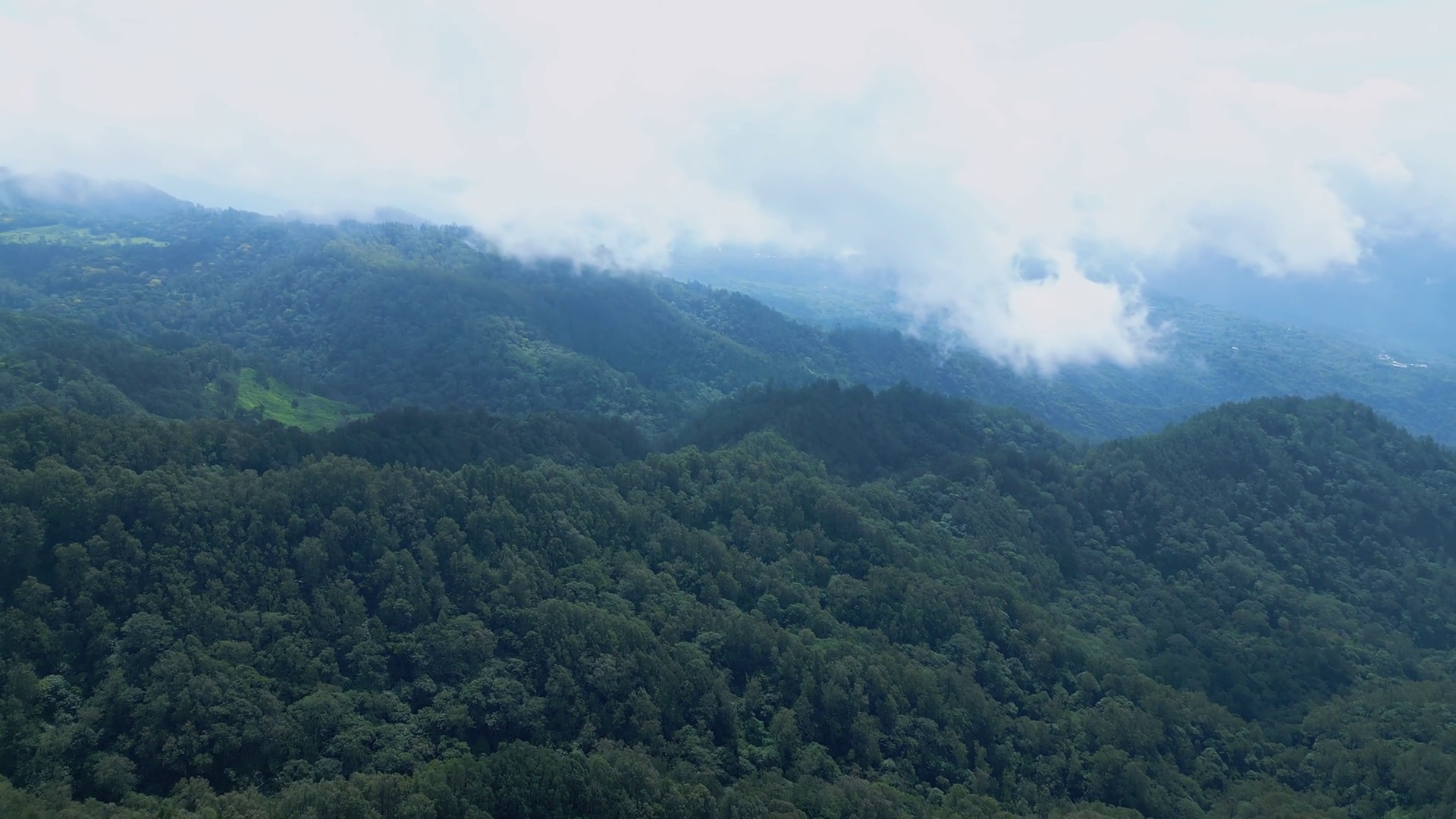 Aerial Drone View At Green Forest Trees On Stock Footage SBV-351640458 ...