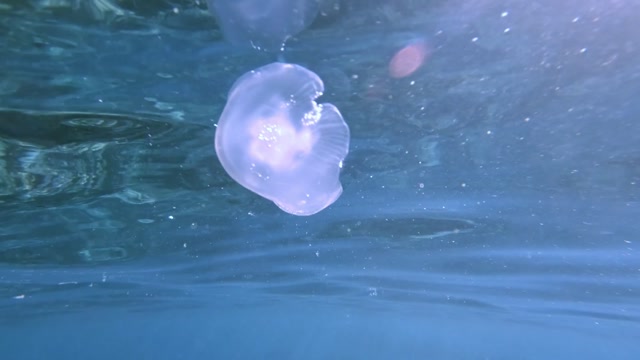 Surface | Animals stock footage - Storyblocks