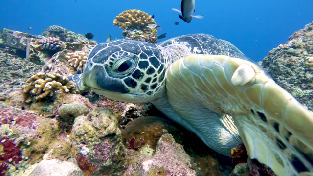 To Look For | Animals stock footage - Storyblocks