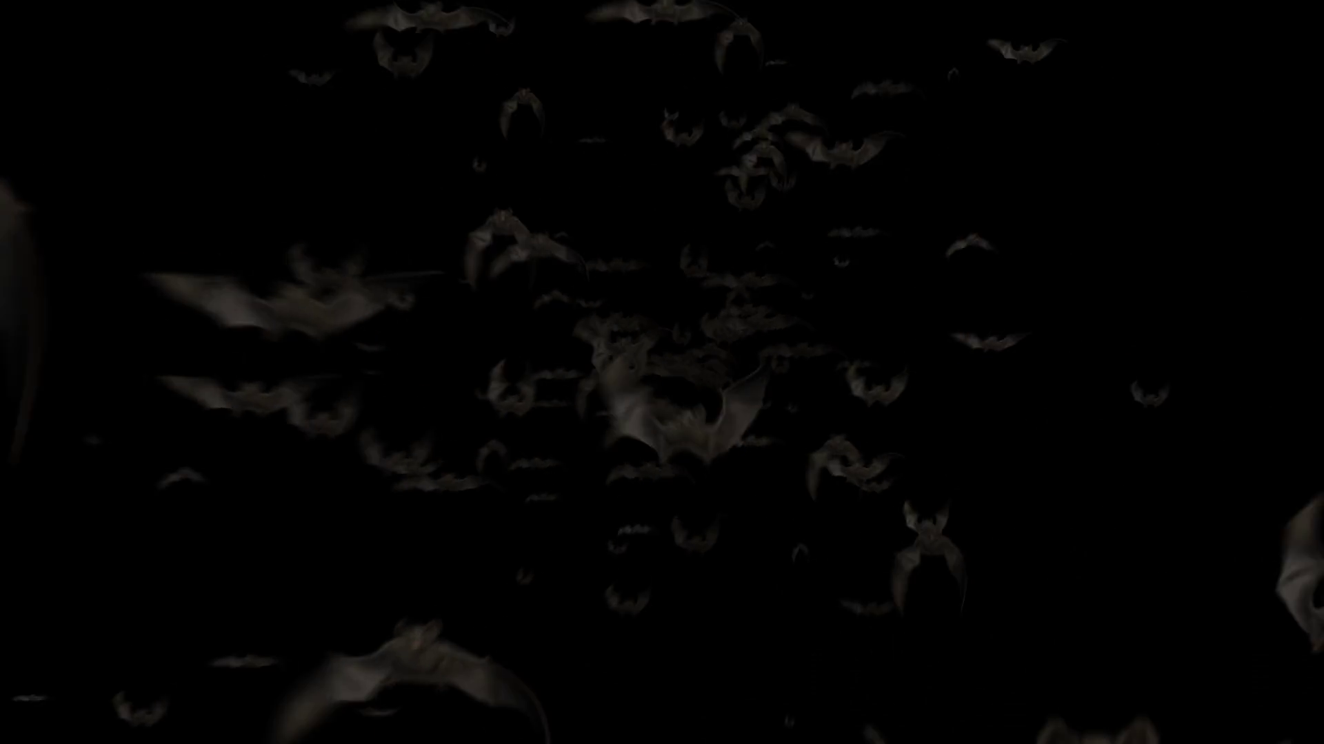 Flying Bats Animation With Black Alpha Stock Motion Graphics SBV ...