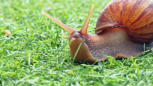 Snail Animation Stock Footage: Royalty-Free Video Clips - Storyblocks