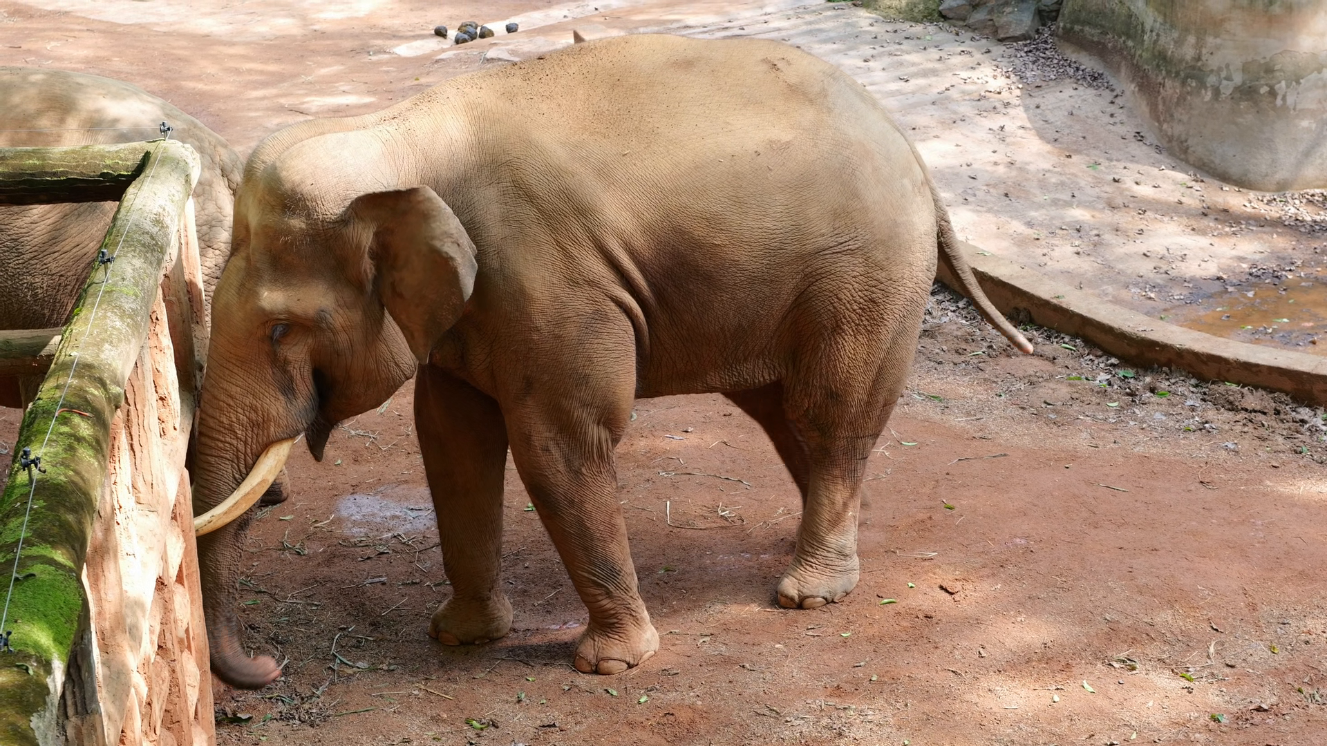An Elephant With Tusks Walks Slowly During Stock Footage SBV-353535464 ...