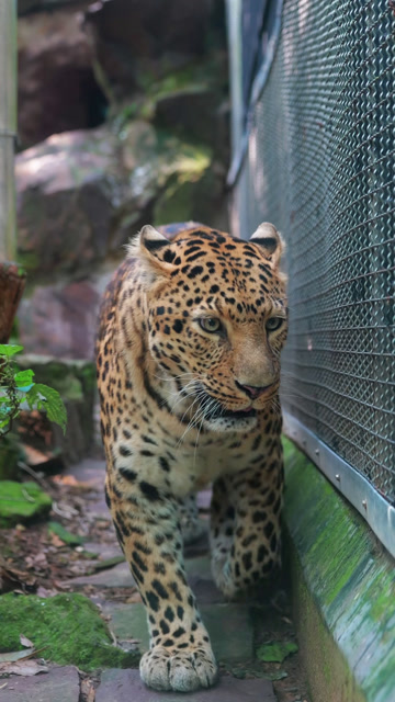 Animal Path Stock Footage: Royalty-Free Video Clips - Storyblocks