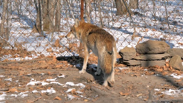 Lupus | Animals stock footage - Storyblocks