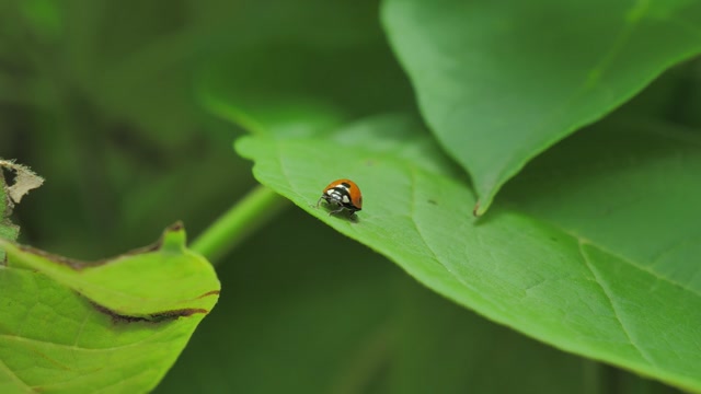 Lady Bug Stock Footage: Royalty-Free Video Clips - Storyblocks