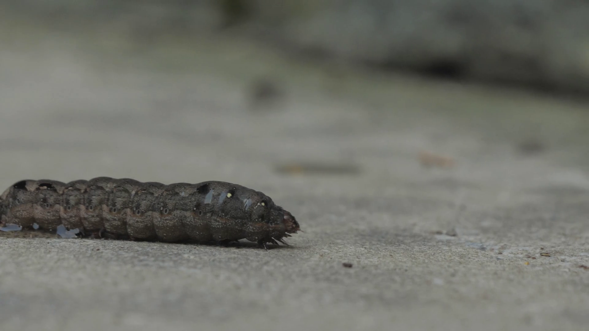 Close-up View Of Creeping Caterpillar Stock Footage SBV-348590235 ...
