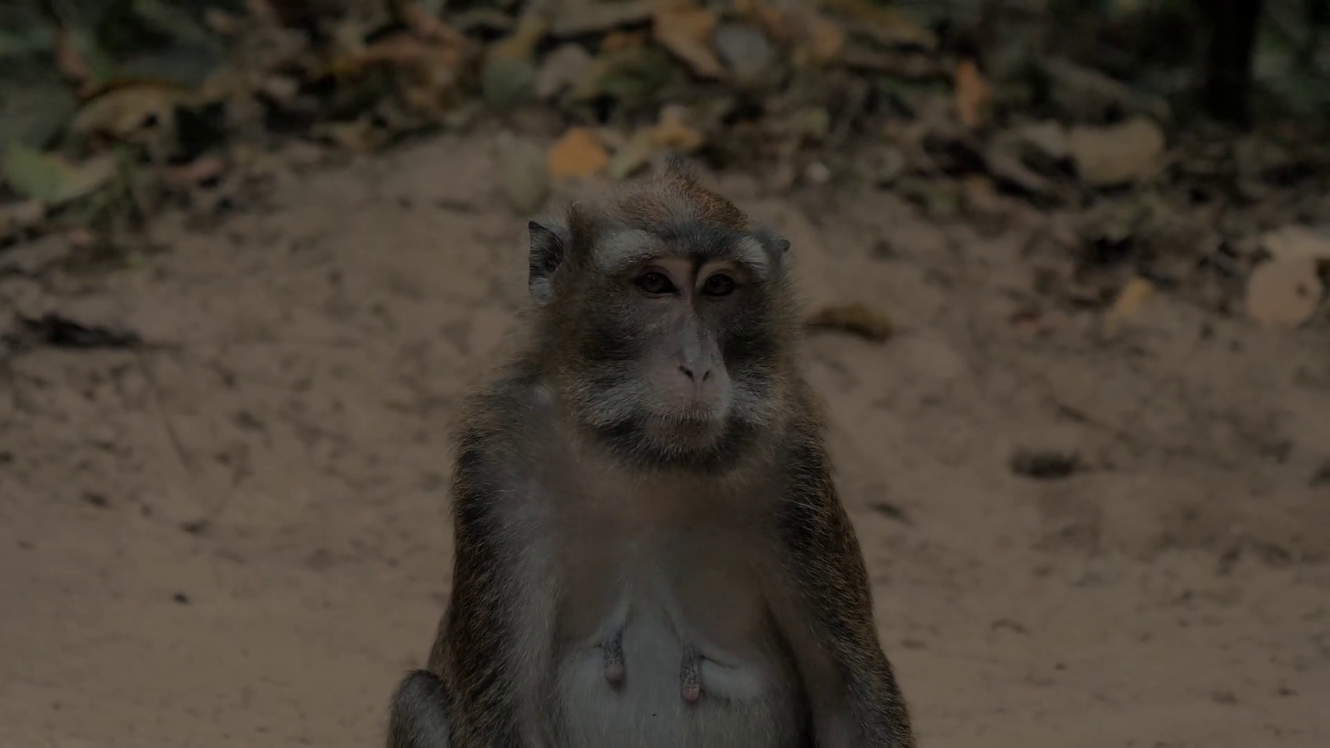 Close-up Shot Of Rhesus Monkey In Monkey Stock Footage SBV-334888788 ...