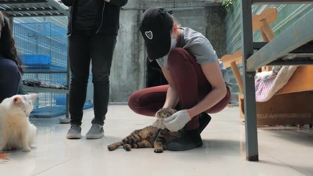 Helping Homeless | Animals stock footage - Storyblocks