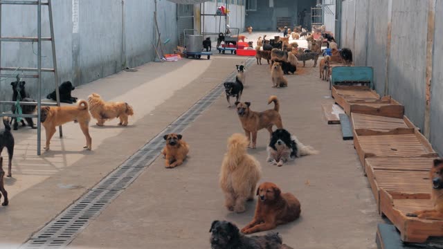 Breeds | People stock footage - Storyblocks