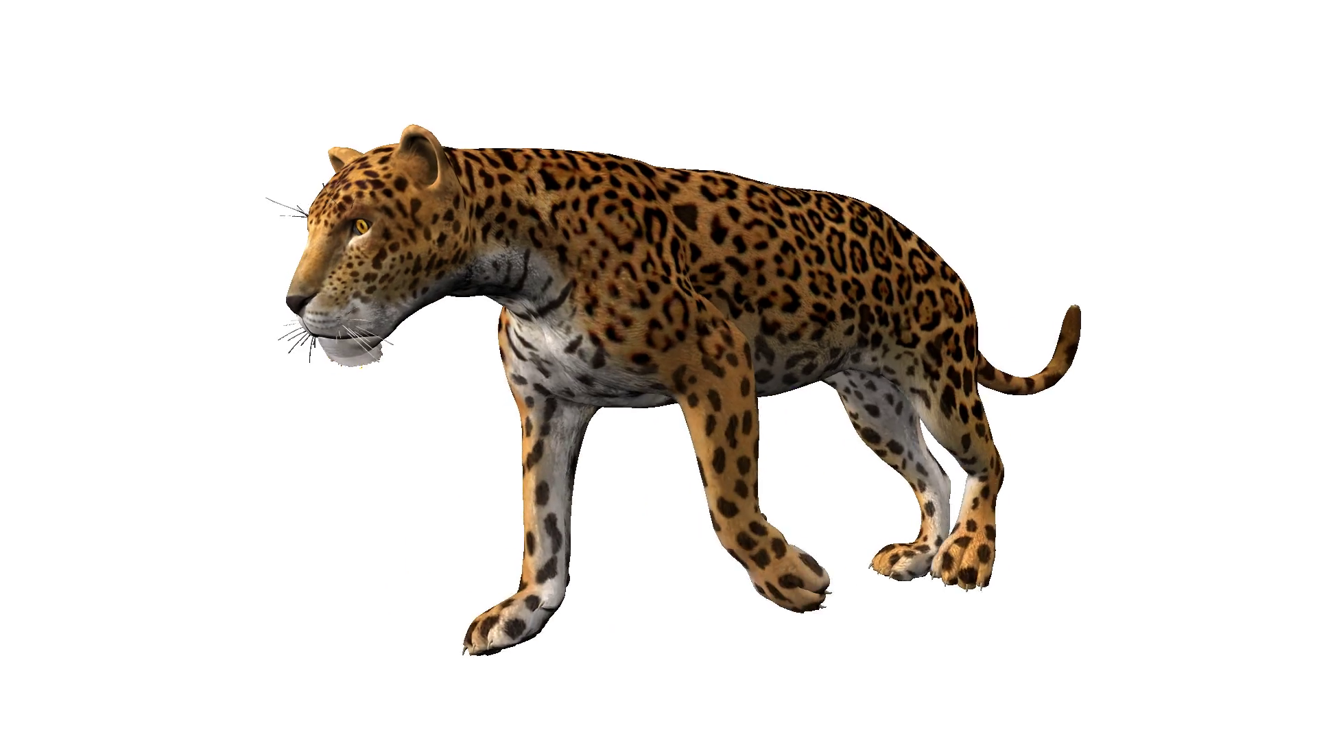 Leopard Walkingloop Animation Alpha Channel Stock Motion Graphics SBV ...