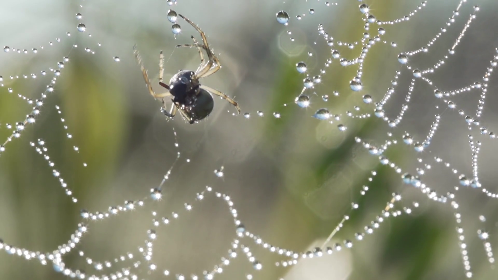 Slow Motionspider Drags Prey On Web With Dew Stock Footage SBV ...