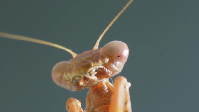 Insect Mandible Stock Footage: Royalty-Free Video Clips - Storyblocks