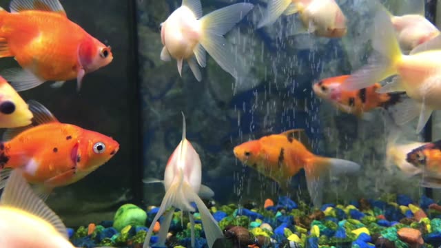 Aquarium Fish Stock Footage: Royalty-Free Video Clips - Storyblocks