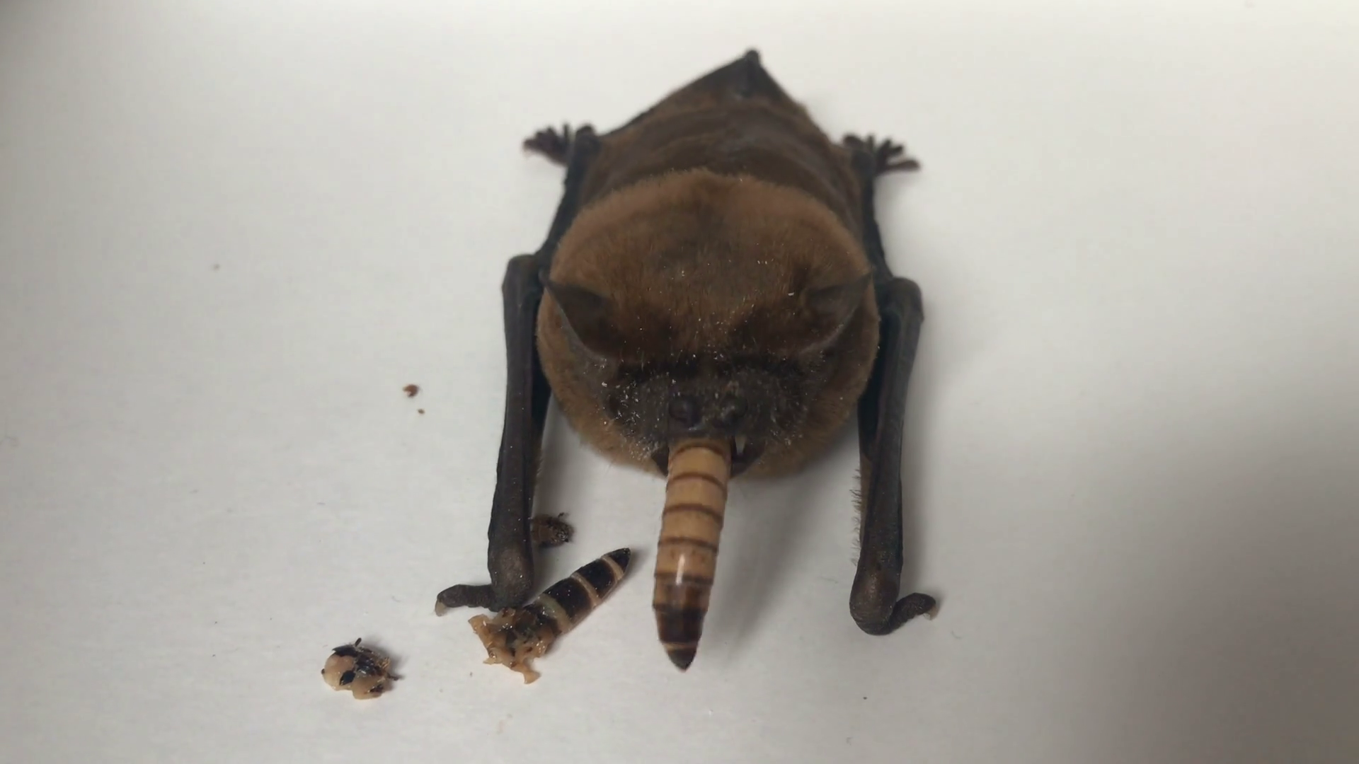 Bat Is Worm Close-up Stock Footage SBV-338234534 - Storyblocks