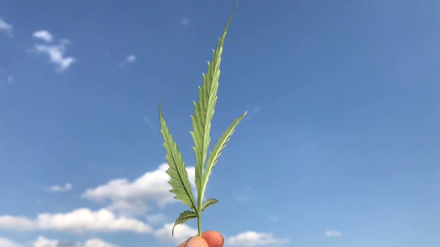 Marijuana Wind Stock Footage: Royalty-Free Video Clips - Storyblocks