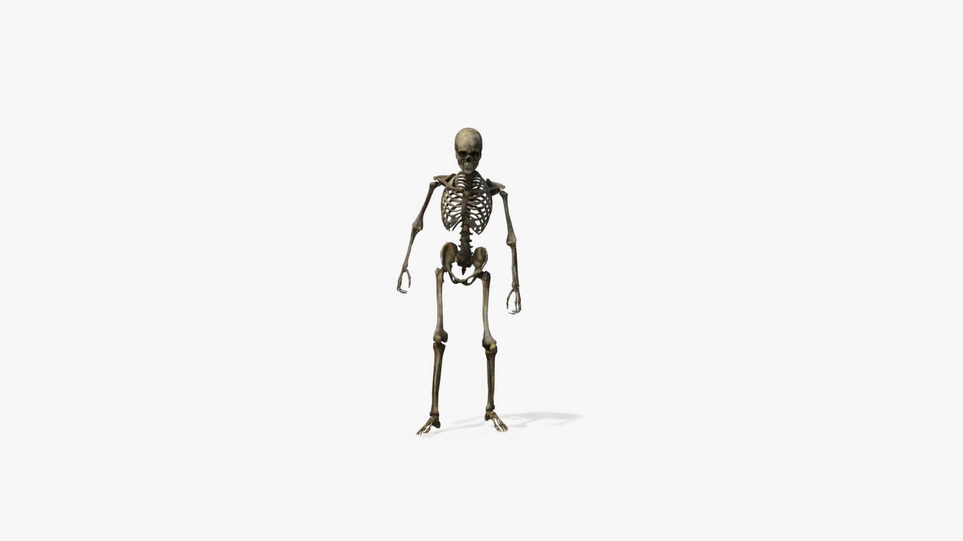 Skeleton Animation Alpha Channel Isolated Stock Motion Graphics SBV ...