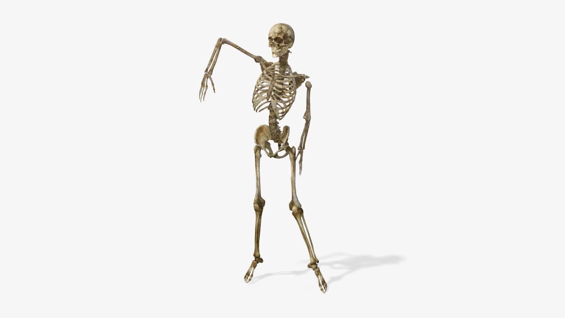 Skeleton Performs Dance movement wave, Loop, Animation, Transparent ...