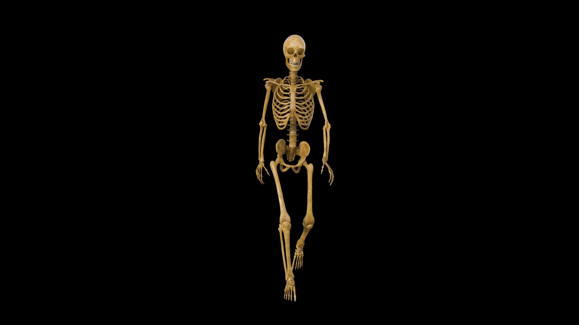 Skeleton Walks Animation Green Background Stock Motion Graphics SBV ...